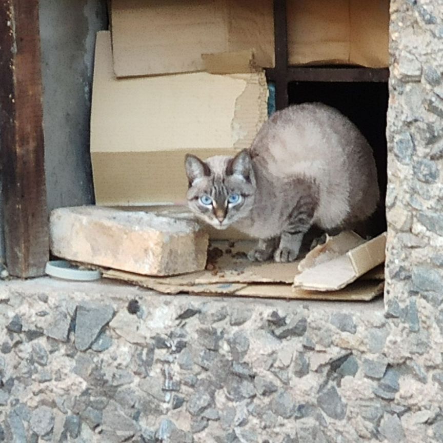 Тайская кошечка в добрые руки