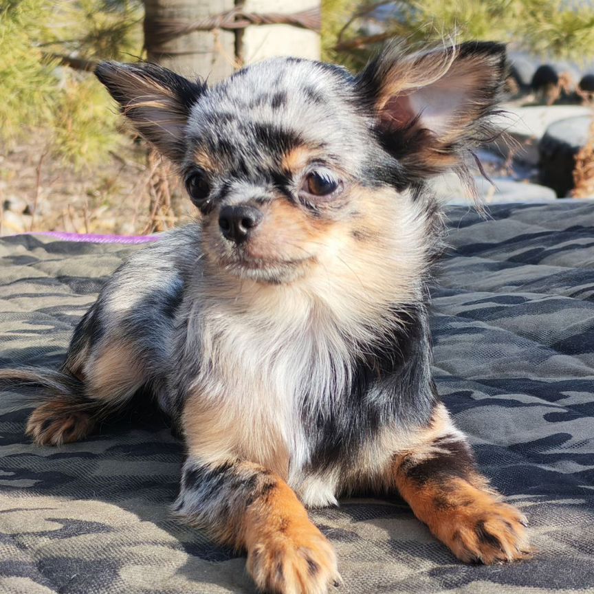 Чихуахуа, щенок