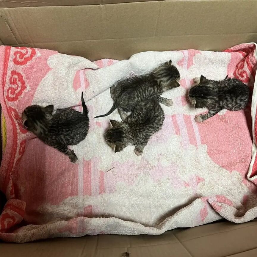 Котёнок в добрые руки
