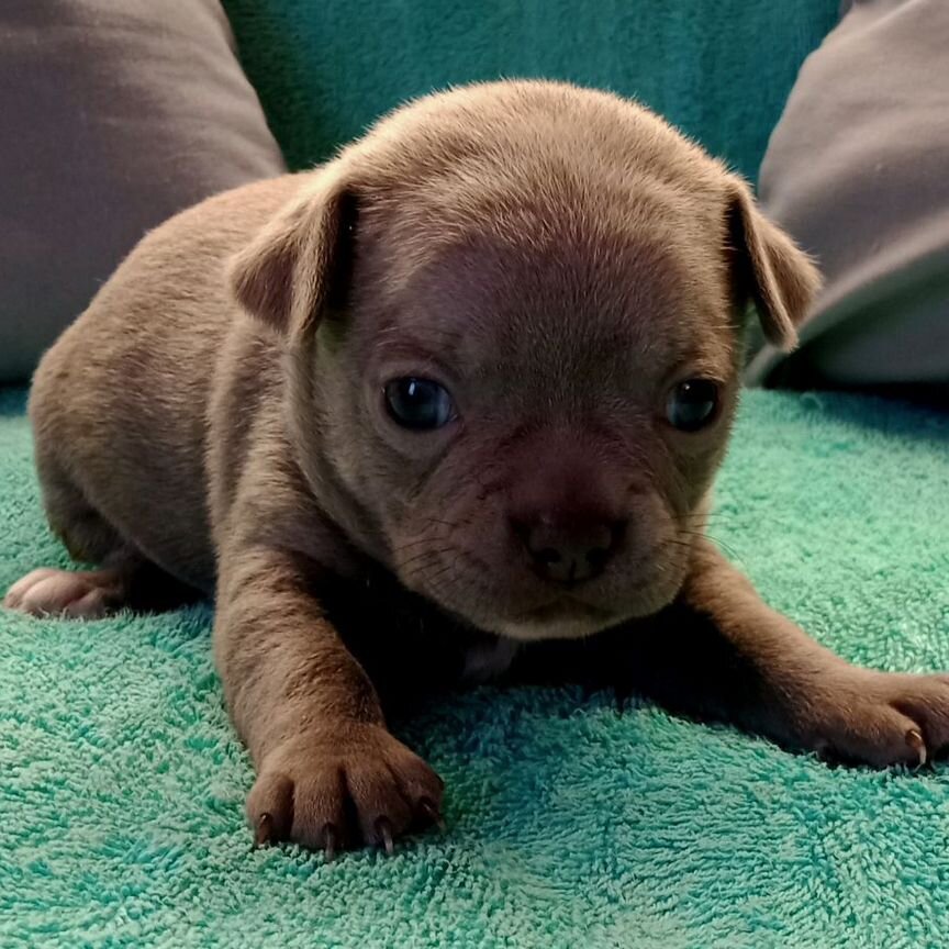 Щенки чихуахуа