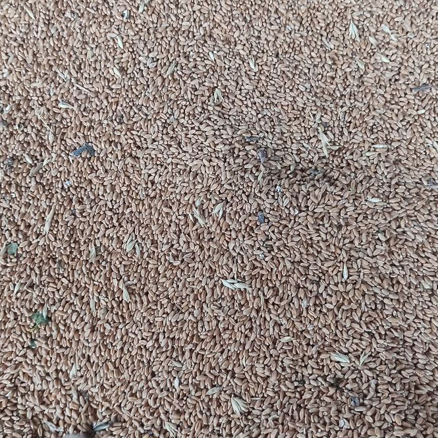 Зерно пшеница