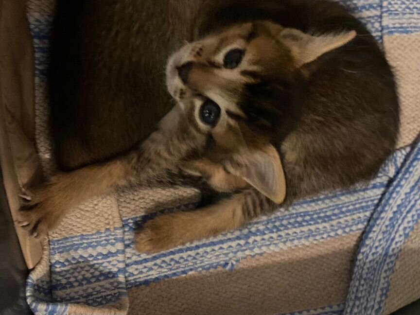 Котята