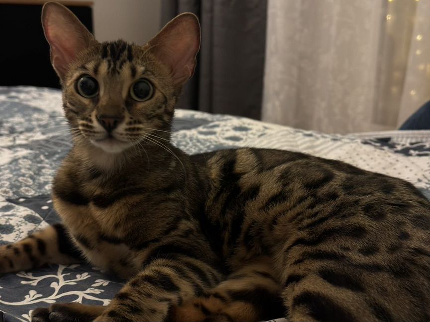 Бенгальская кошка