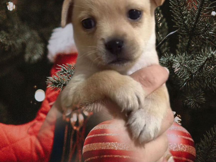 Тойтерьерчики