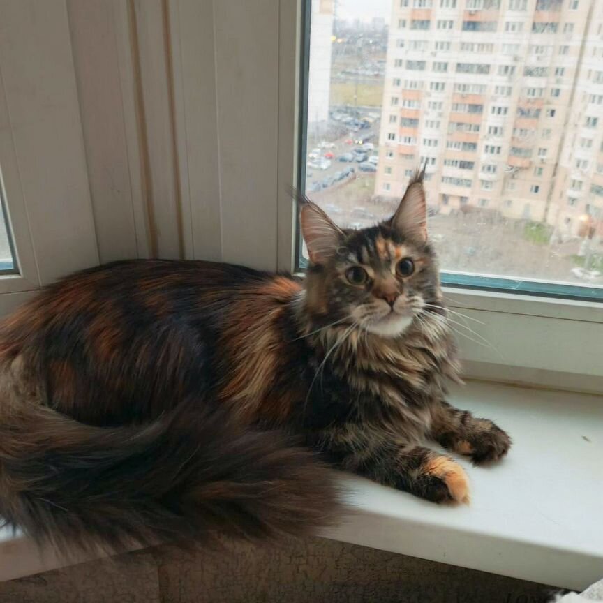 Продам кошку