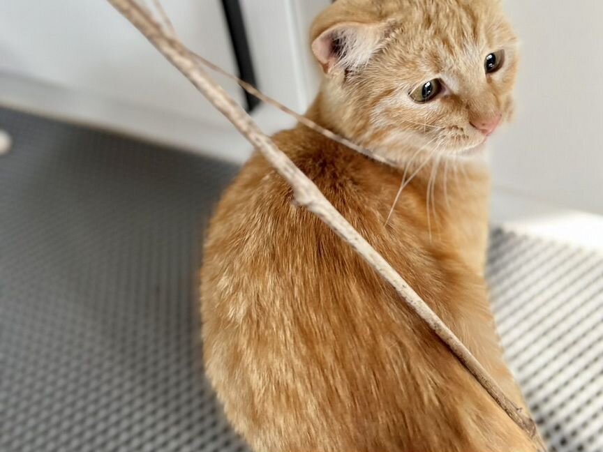 Котенок ищет дом