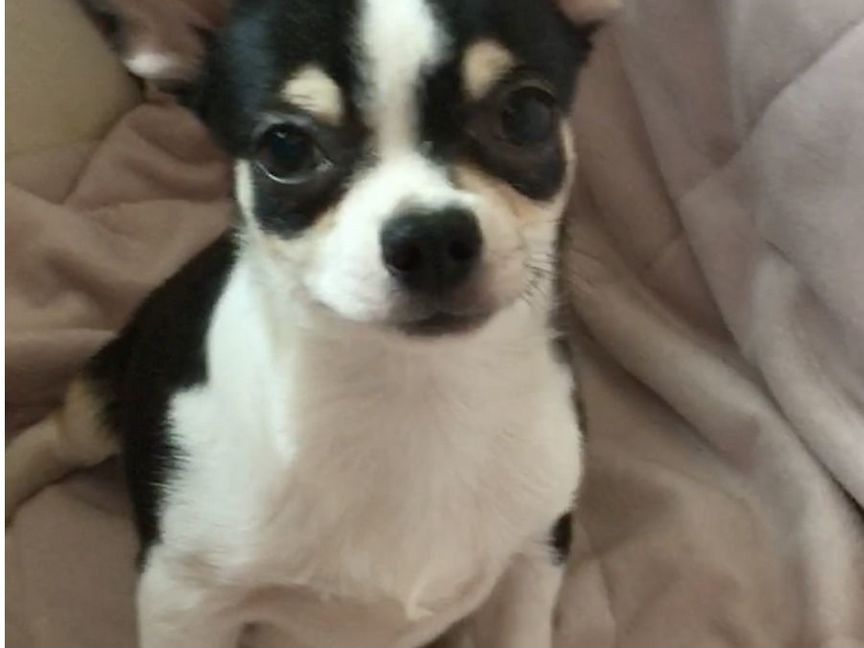 Мальчик чихуахуа