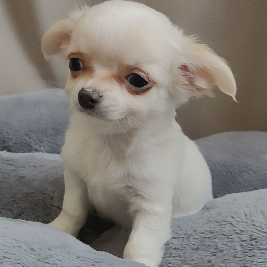 Чихуахуа, щенок