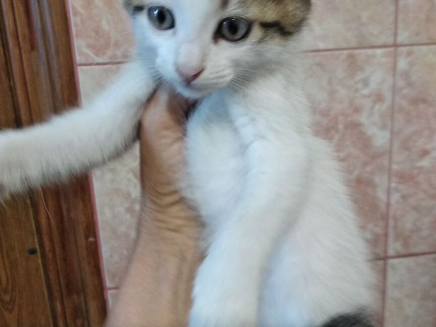 Котенок.Мальчик.2месяца