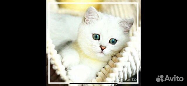 Британские Котёнок-кот