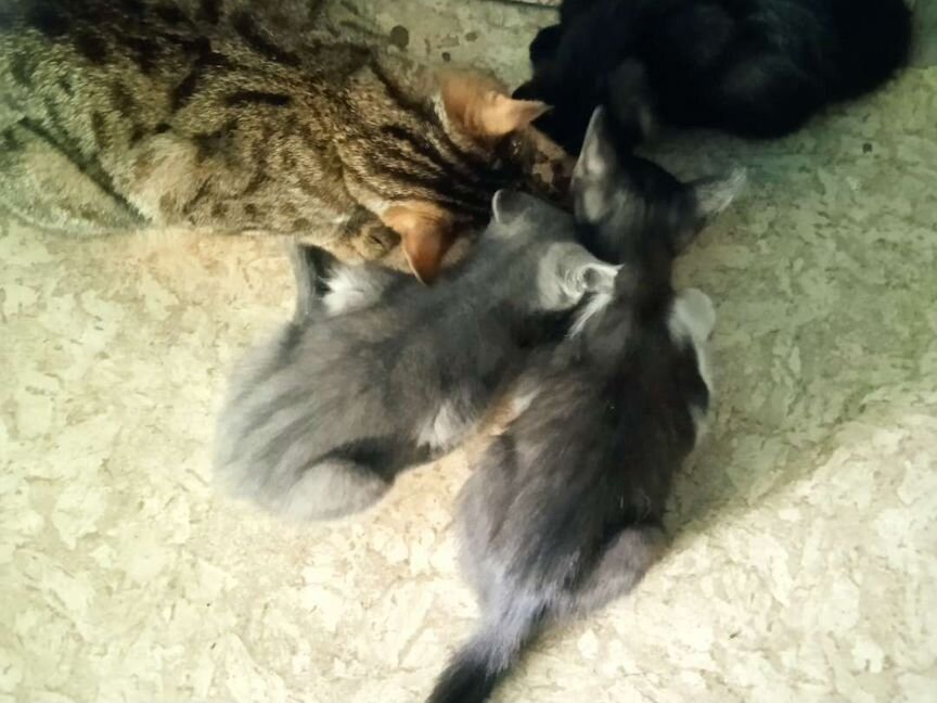 Котики бесплатно в добрые руки. мама мейн-кун