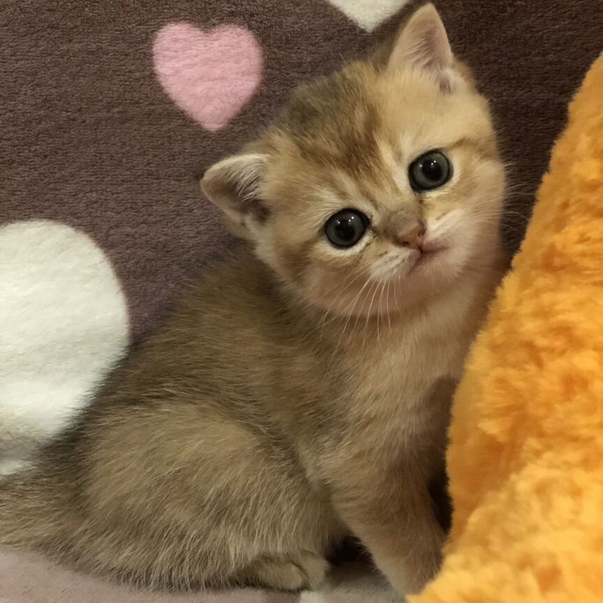 Британская золотая шиншилла