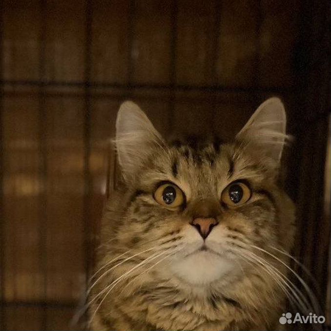 Молодая пушистая шпротинка в добрые руки дар