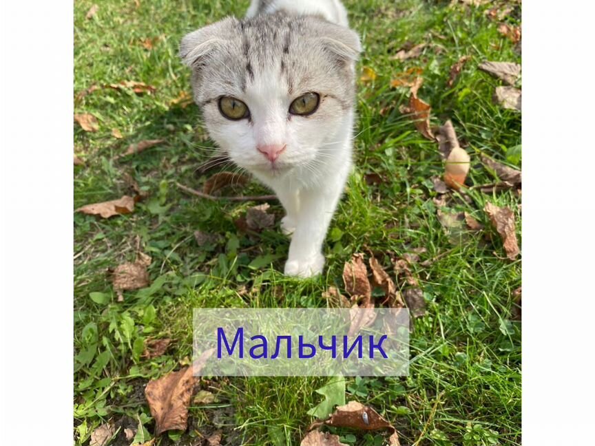 Мальчик ищет дом