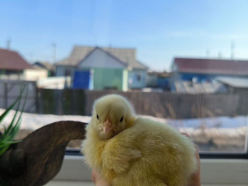 Бройлер суточный Росс 308