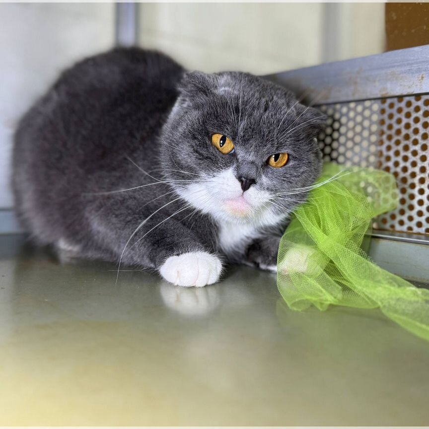 Взрослая, кошка в добрые руки