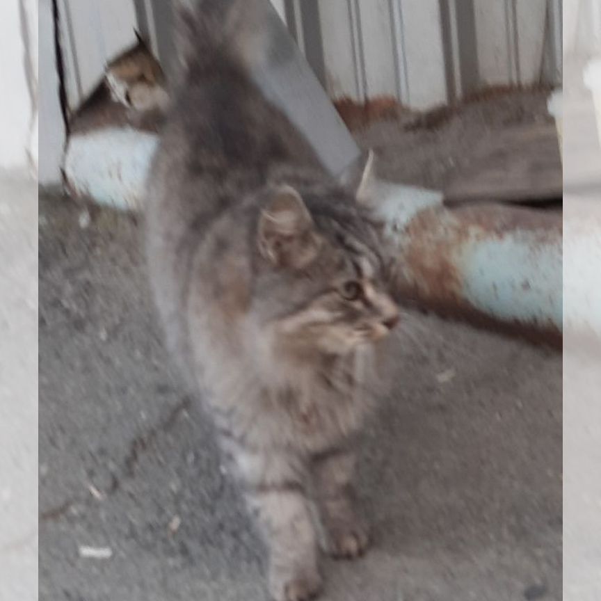 Котята в добрые руки бесплатно