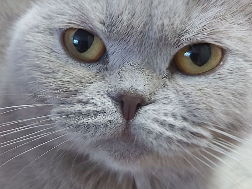 Шотландская вислоухая кошка бесплатно