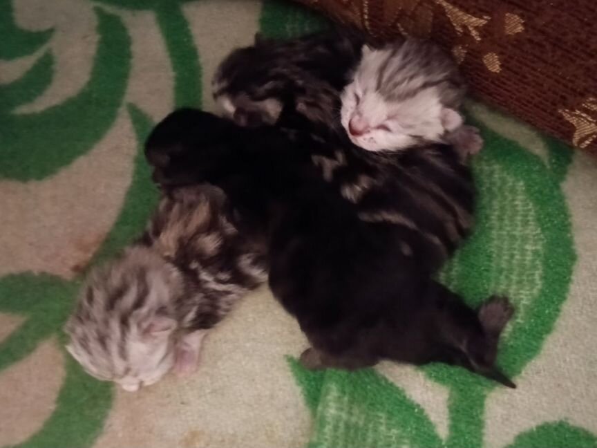 Кошка