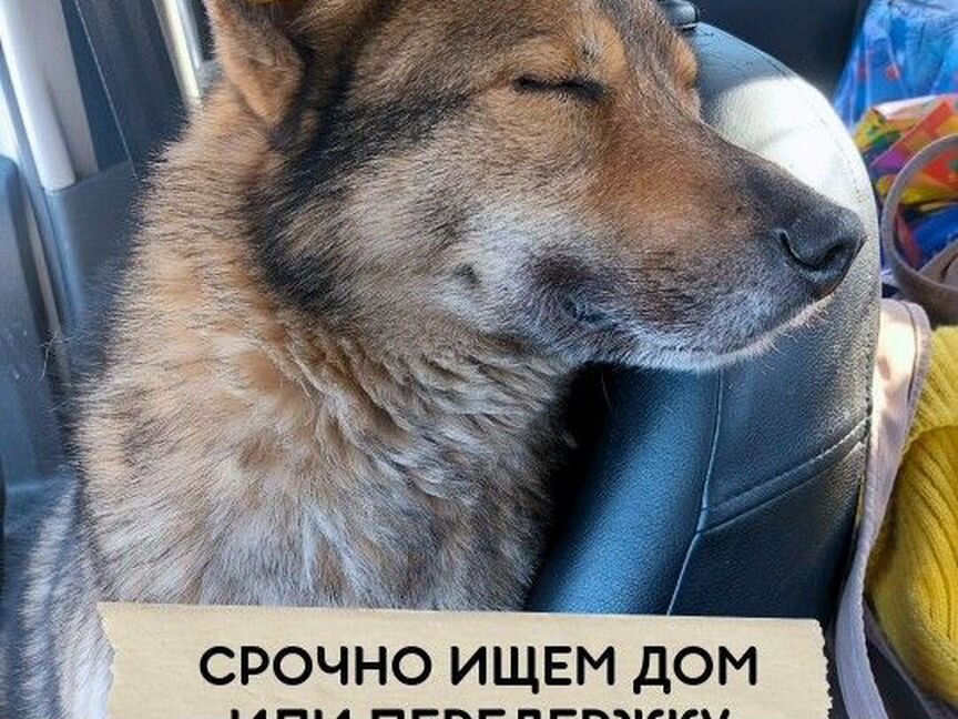 Собака ищем старых или новых хозяев