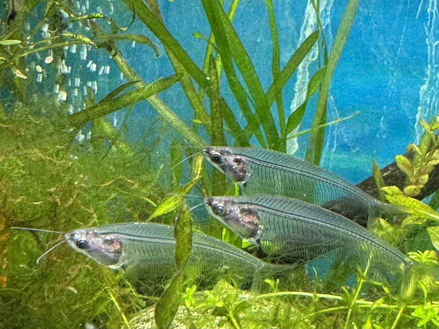 Сомик стеклянный индийский