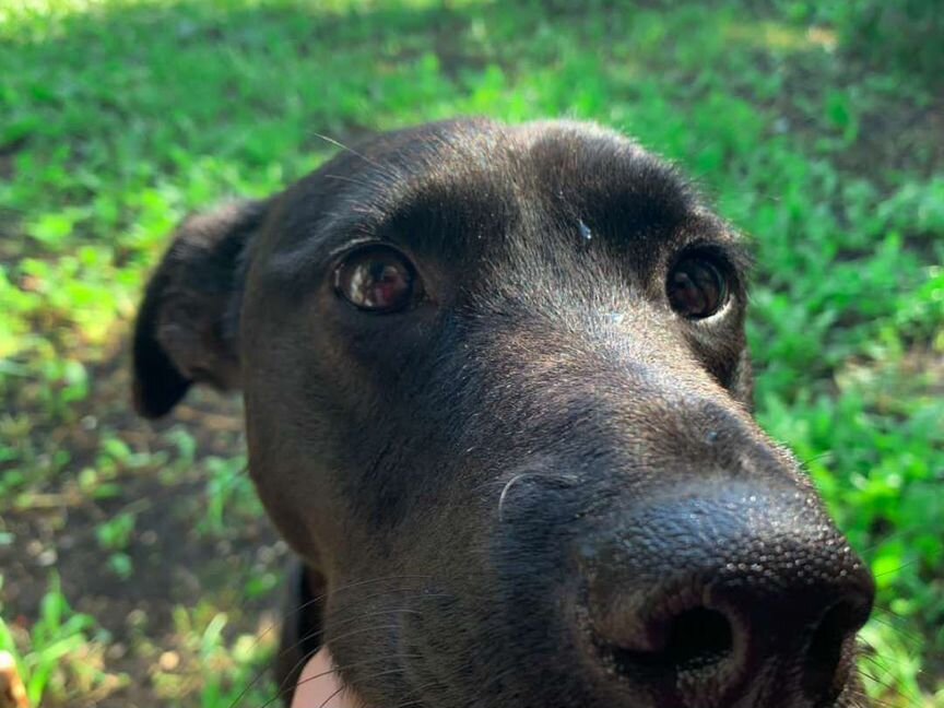 Собака ручная в добрые руки