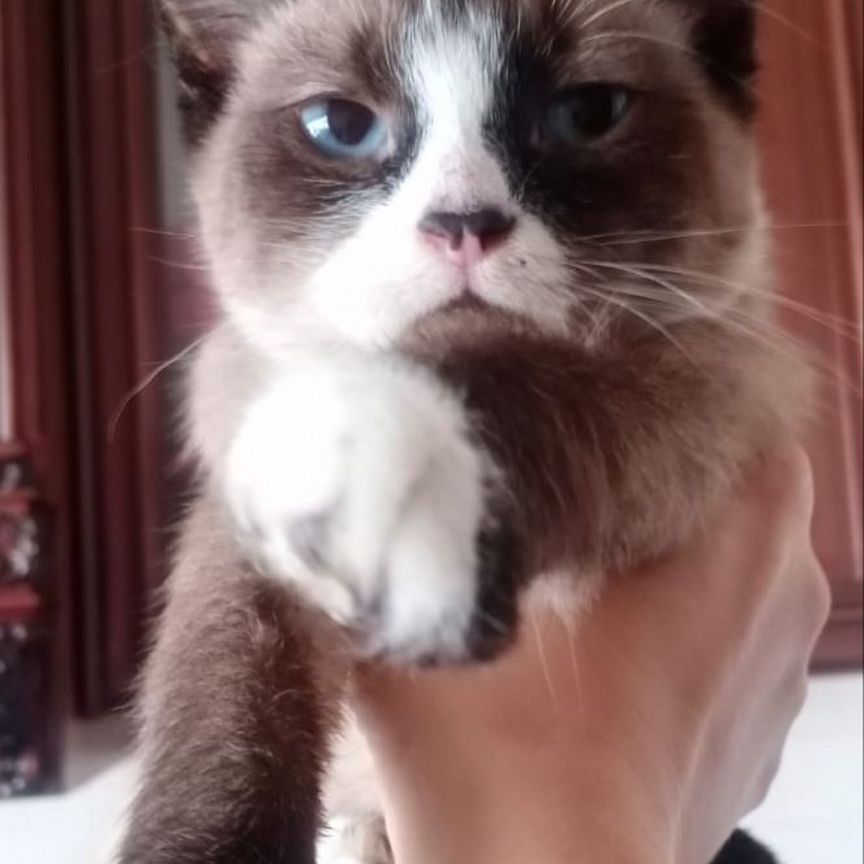 Котята