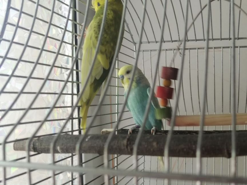 Пара попугаев получехи