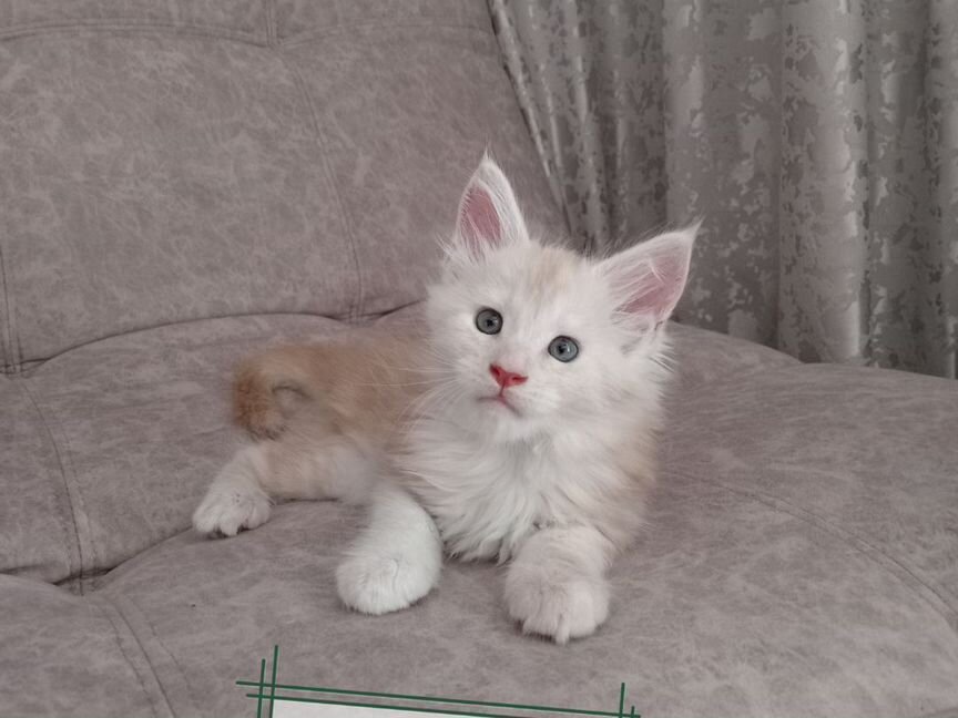 Кошки мейн-кун