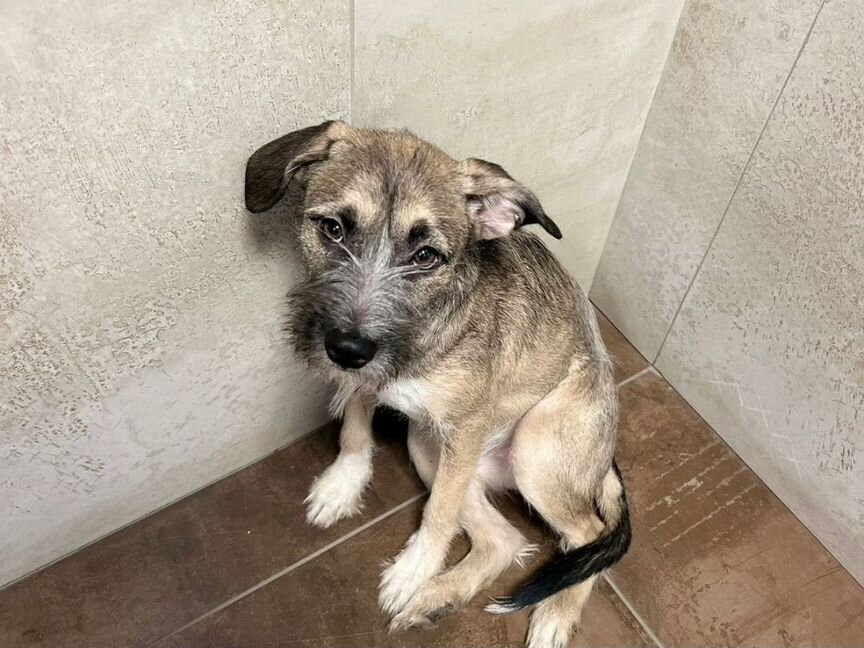 Собака в добрые руки