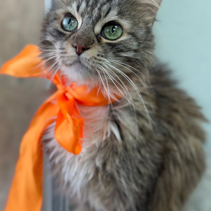 Кошка в дар