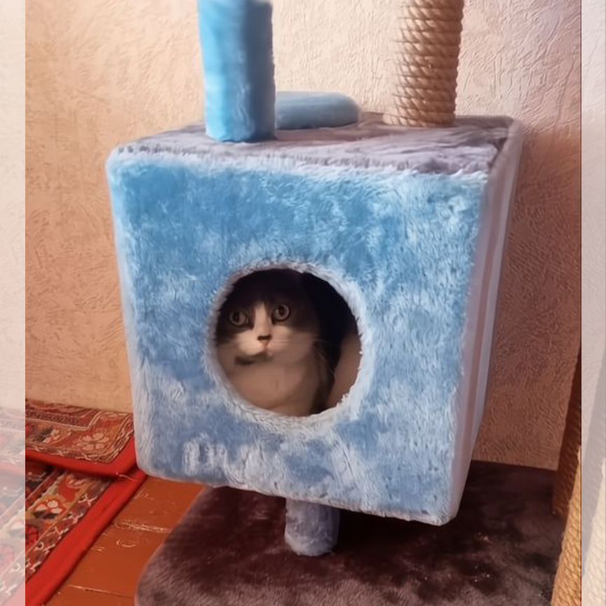 Взрослая кошка в добрые руки