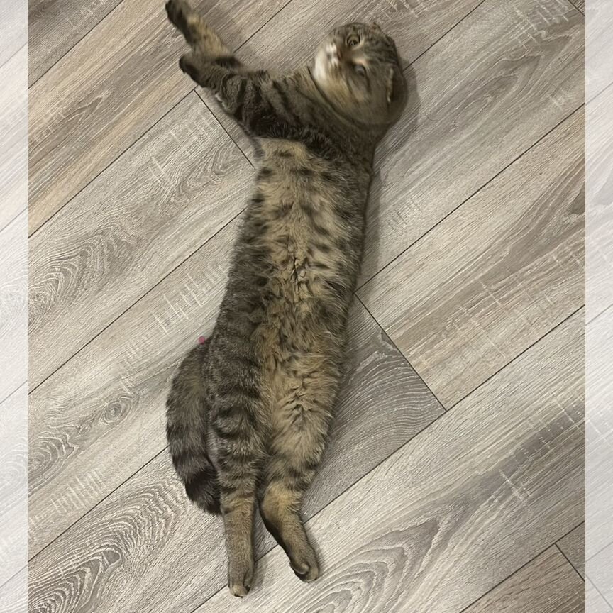 Кошка
