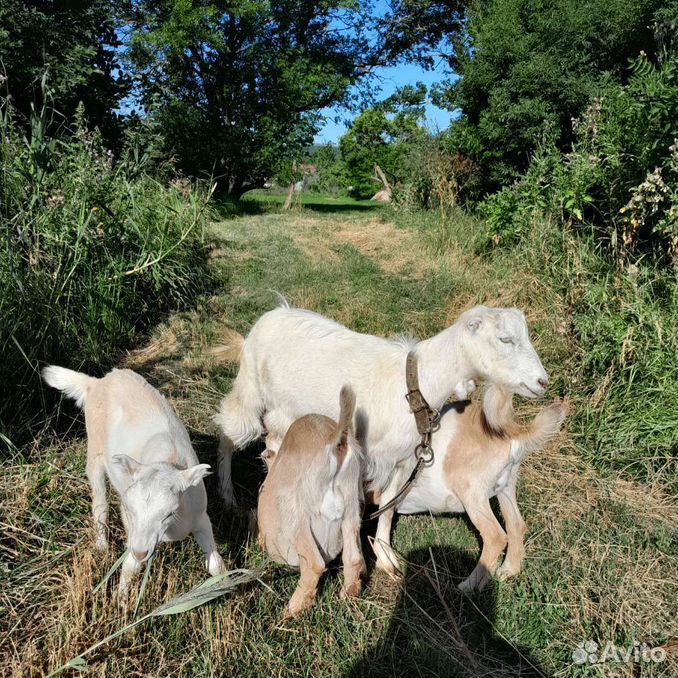Коза ломанча