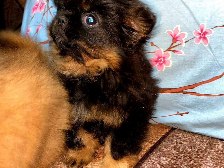 Щенок пекинеса