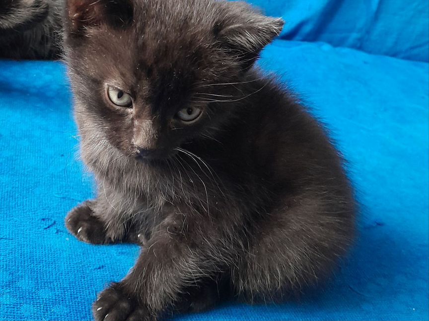 Котёнок, В добрые руки