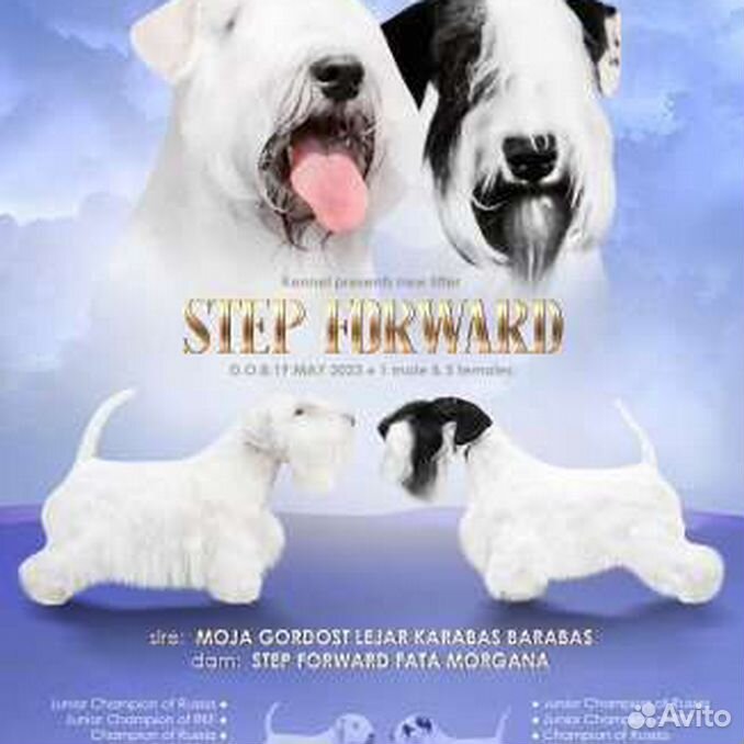 Собаки щенки силихем терьер