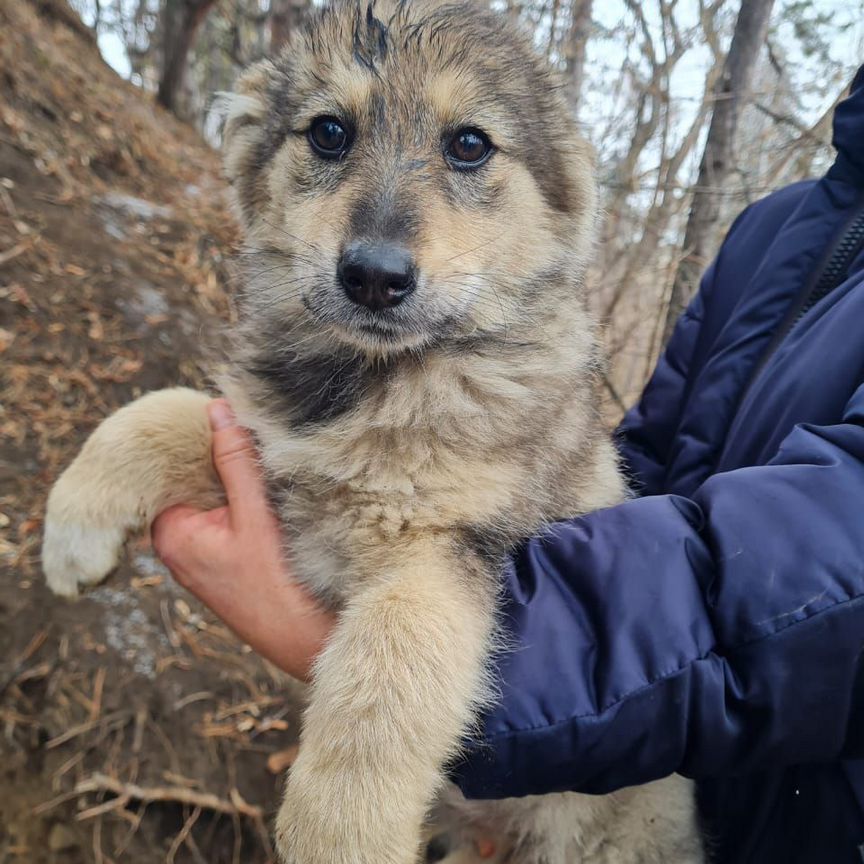 Щенок в добрые руки