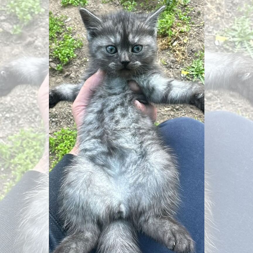 Котёнок в добрые руки