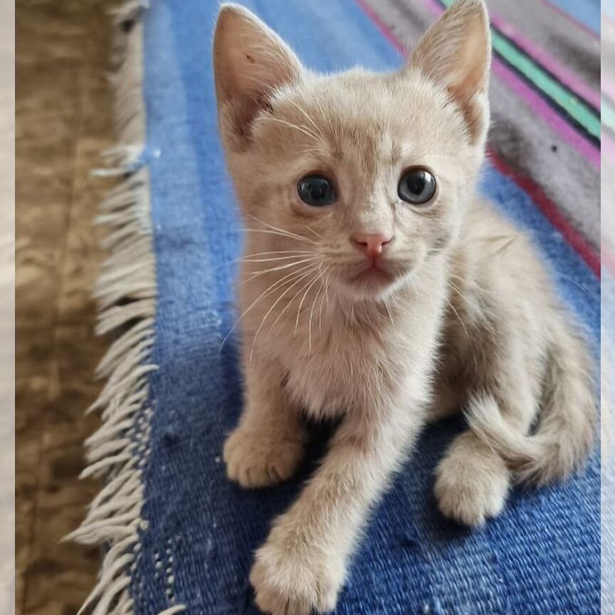 Котёнок в добрые руки
