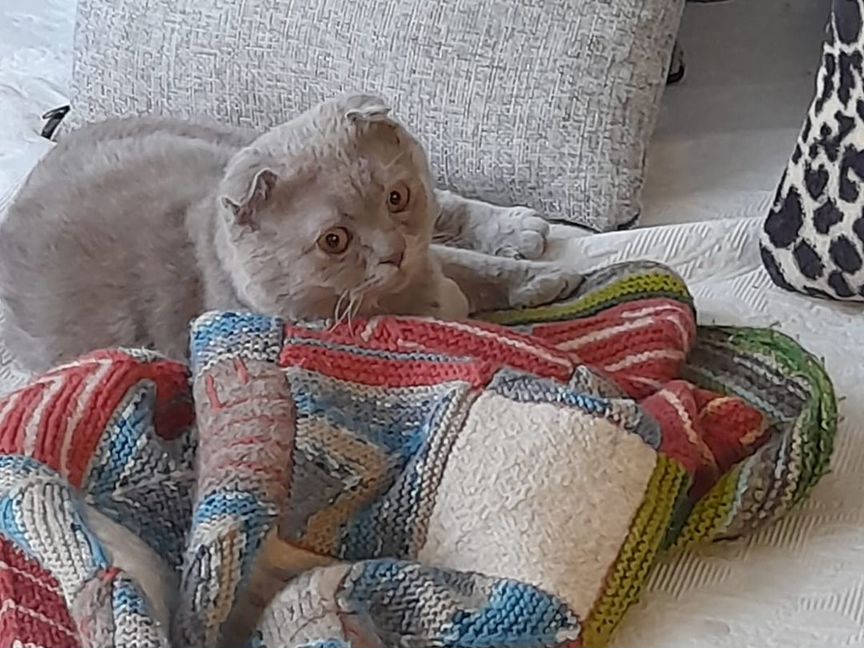 Продаю кота