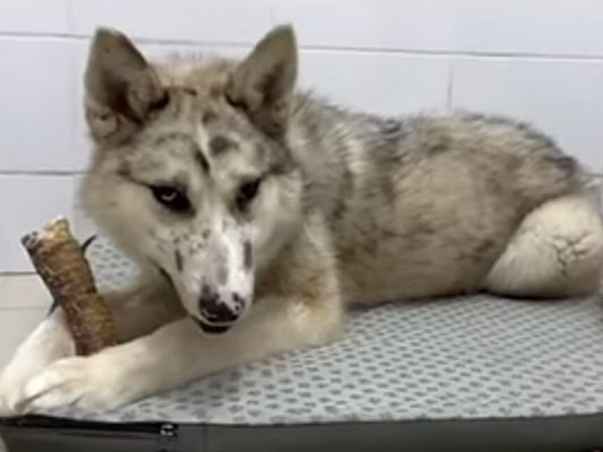 Хаски в добрые руки