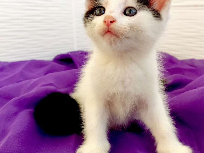 Кот трехцветный