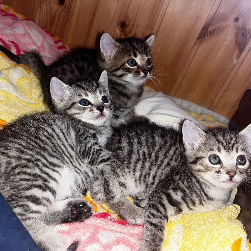 Бенгальские котята рождены 13.02.25