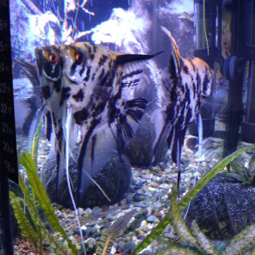 Скалярии самка и самец в дар