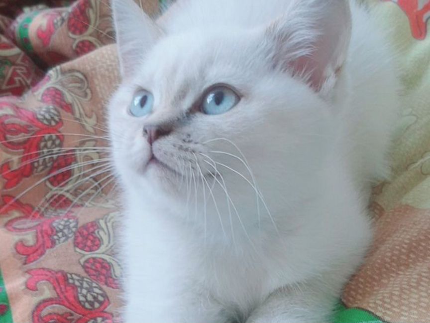 Британские котята