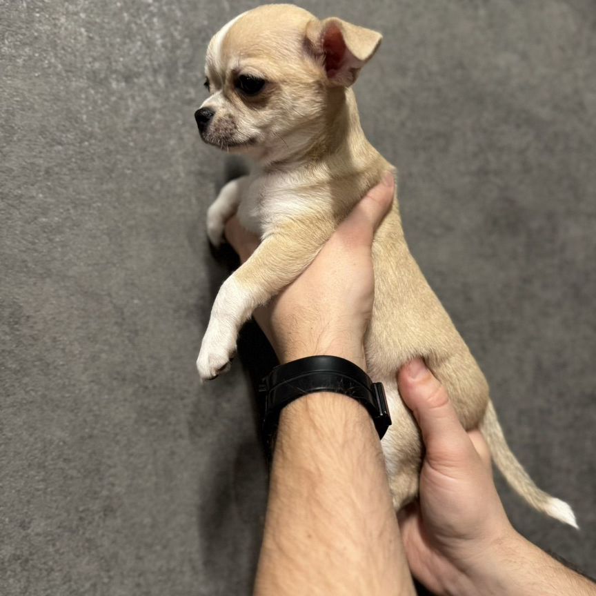 Щенок Чихуахуа