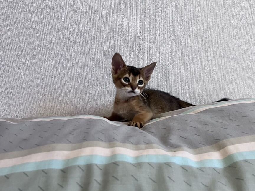Абиссинские котята