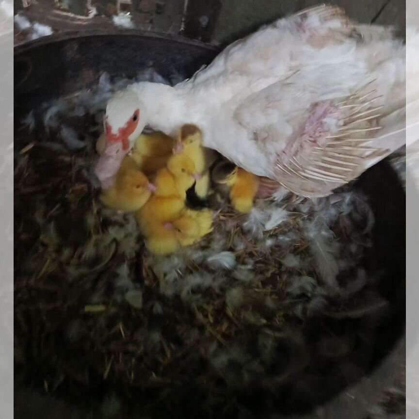 Индоутята суточные