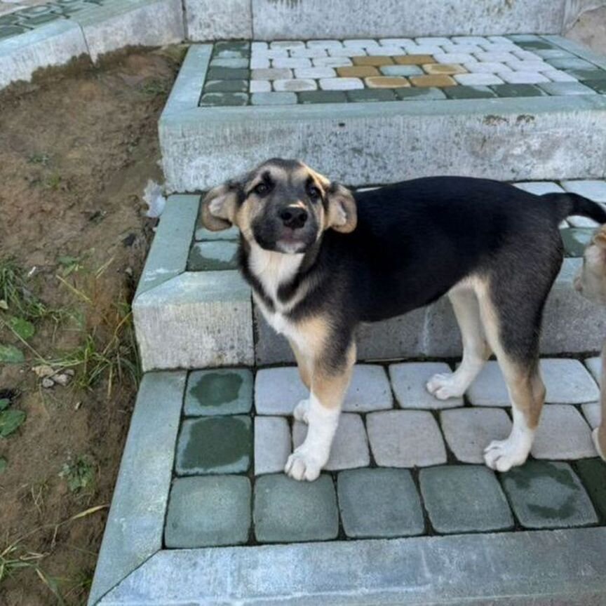 Девочки подростки